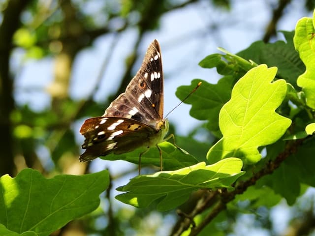 Can You Keep a Moth as a Pet? - WhatAboutPets - Everything About Pets