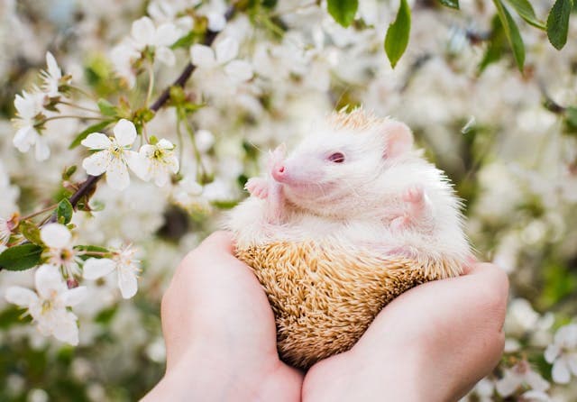 Are hedgehogs rodents? - WhatAboutPets - Everything About Pets