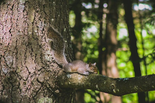 Where Do Squirrels Sleep? Unveiling Their Resting Havens ...