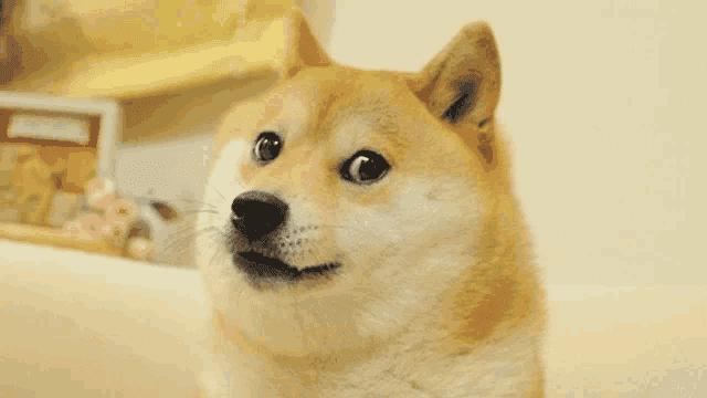“What the Heckin’ Dog?” – Unleashing the Joy Behind the Phrase ...