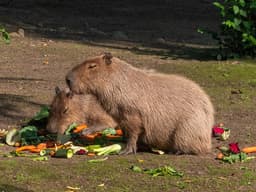 What Do Capybaras Eat? - WhatAboutPets - Everything About Pets