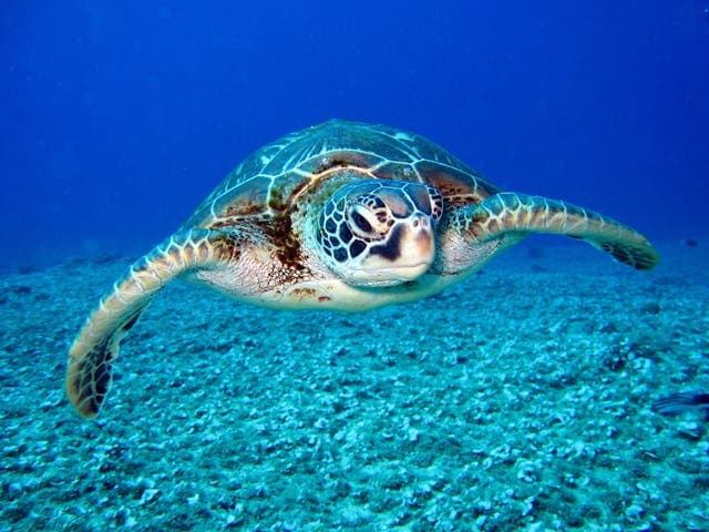 How Do Plastic Straws Affect Turtles? - WhatAboutPets - Everything ...