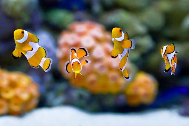 What Do Fish Eat? - WhatAboutPets - Everything About Pets