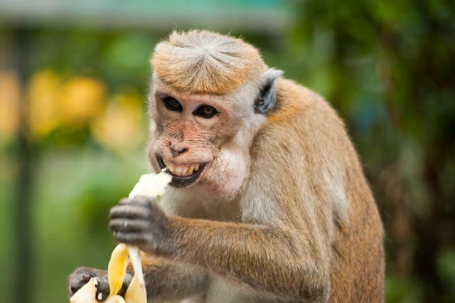 What Do Monkeys Eat? - WhatAboutPets - Everything About Pets