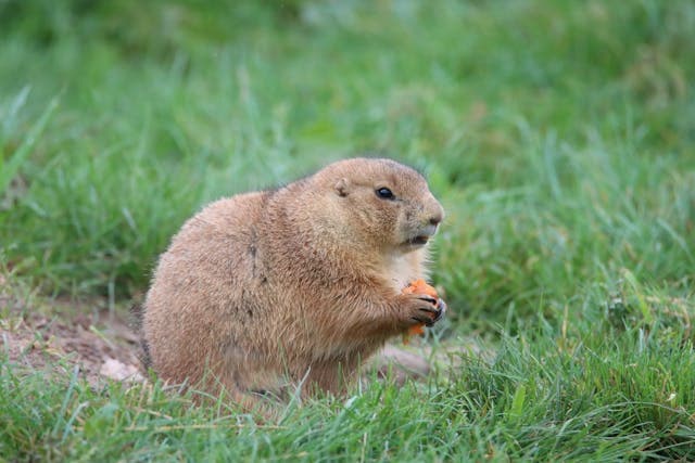 What Do Prairie Dogs Eat? - WhatAboutPets - Everything About Pets