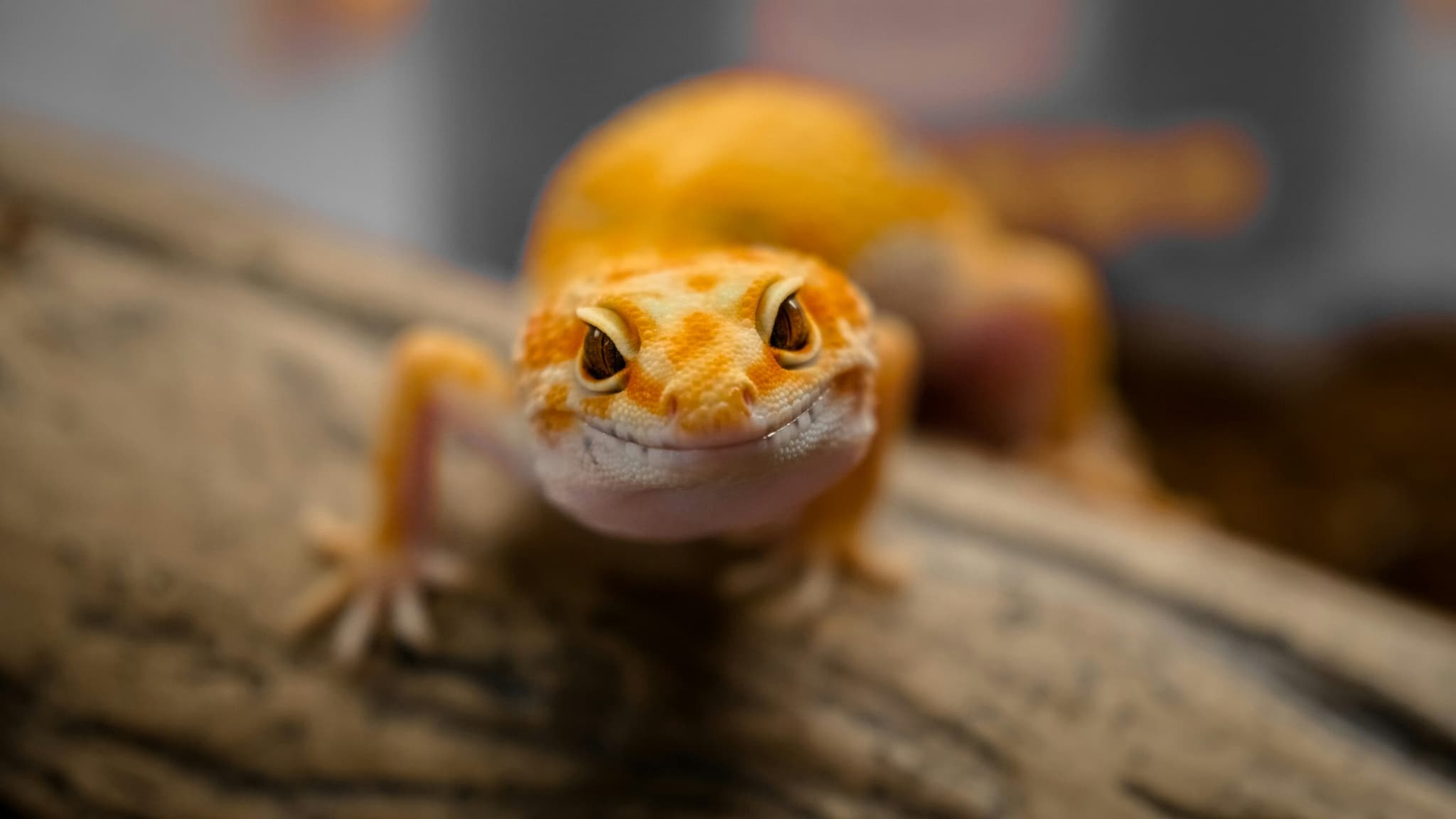 How to Care for Your Pet Gecko - WhatAboutPets - Everything About Pets