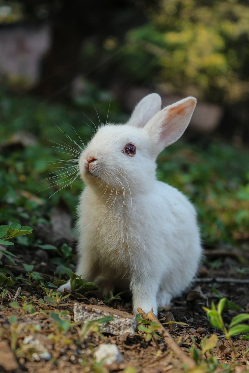 Why Is My Hamster Biting? Common Causes and How to Build Trust ...